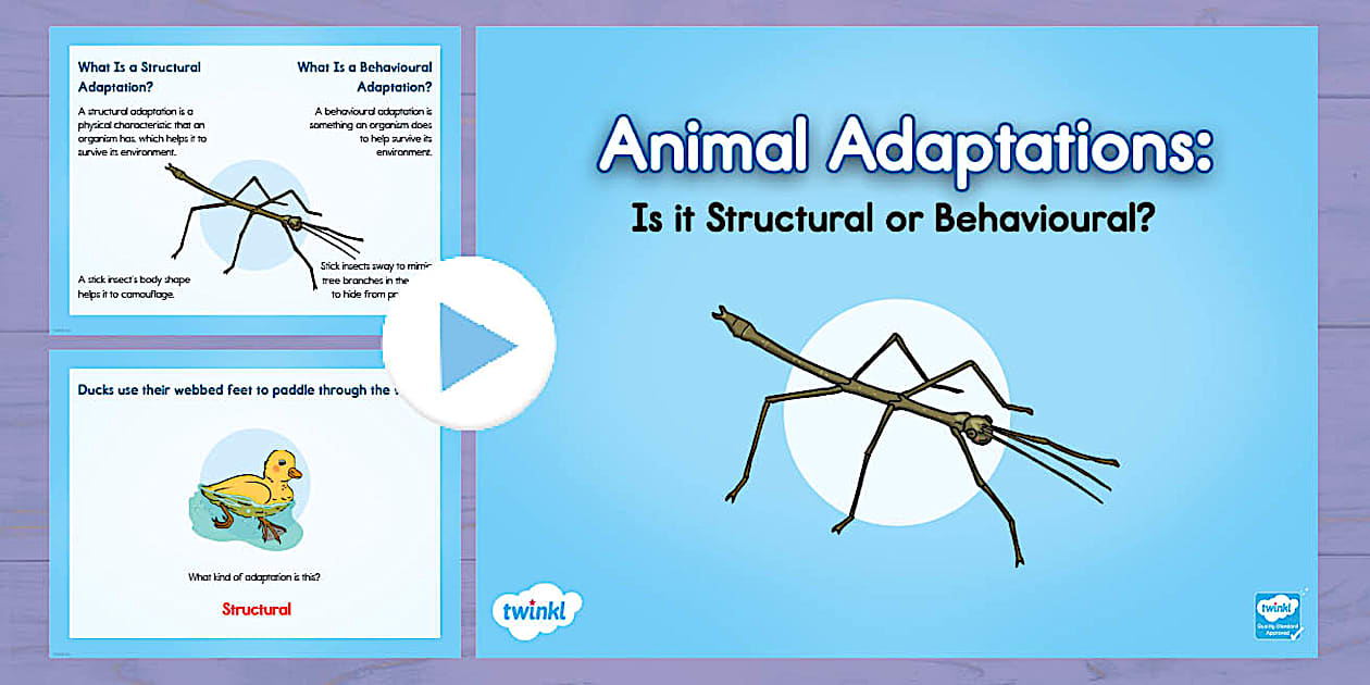 Behavioural and Structural Adaptations PowerPoint - Twinkl