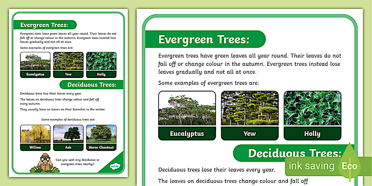 Evergreen and Deciduous Trees Information Poster - Twinkl