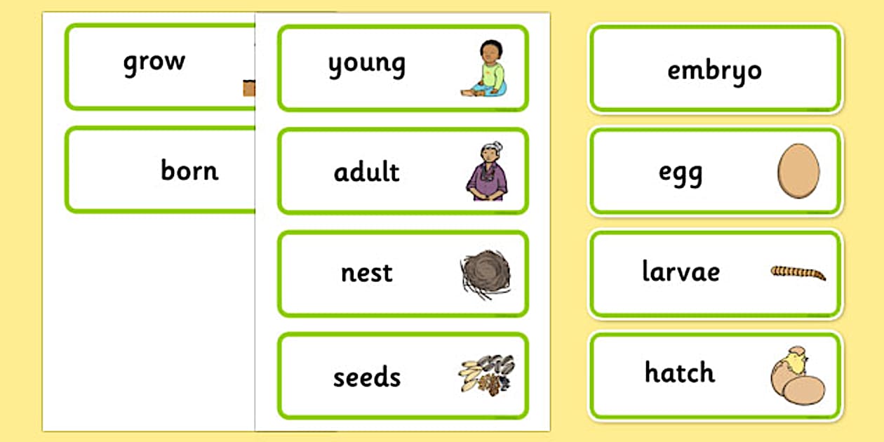 Life Cycles Word Cards (Teacher-Made) - Twinkl