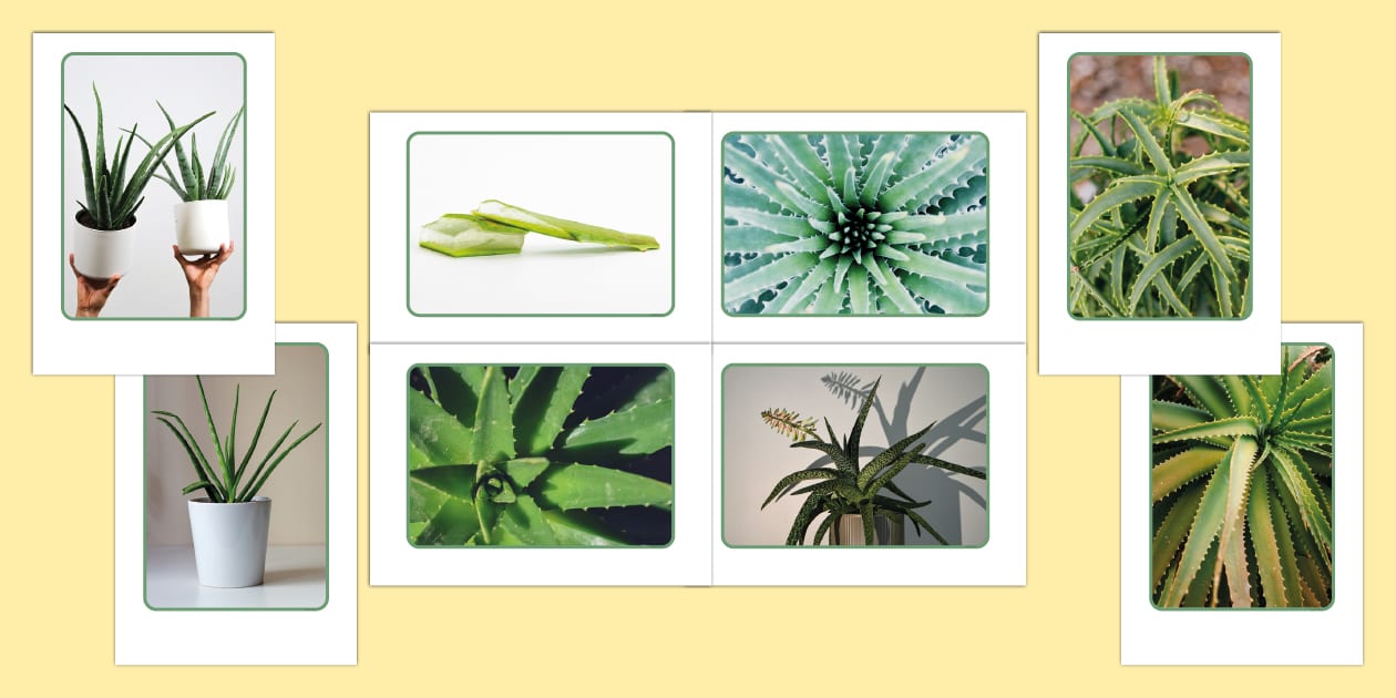 Aloe Vera Display Photos (teacher made) - Twinkl