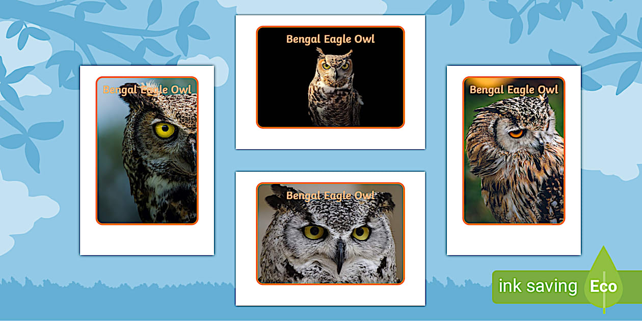 Bengal Eagle Owl Photo Display Pack (teacher made) - Twinkl