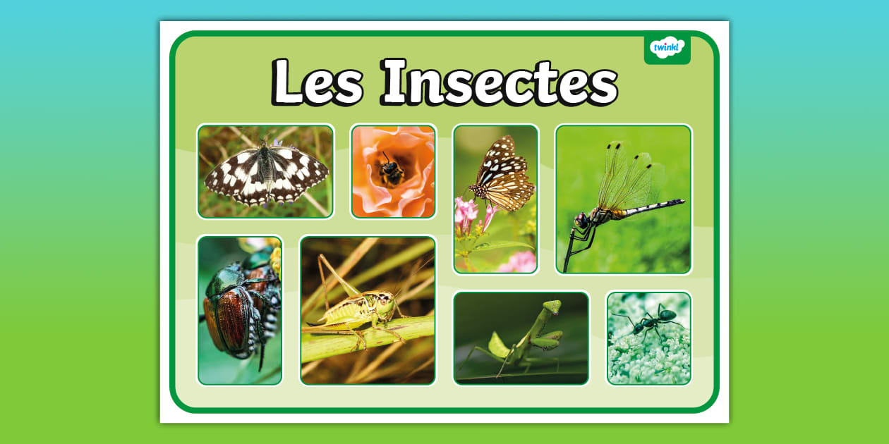 Affiche : Les insectes (teacher made) - Twinkl