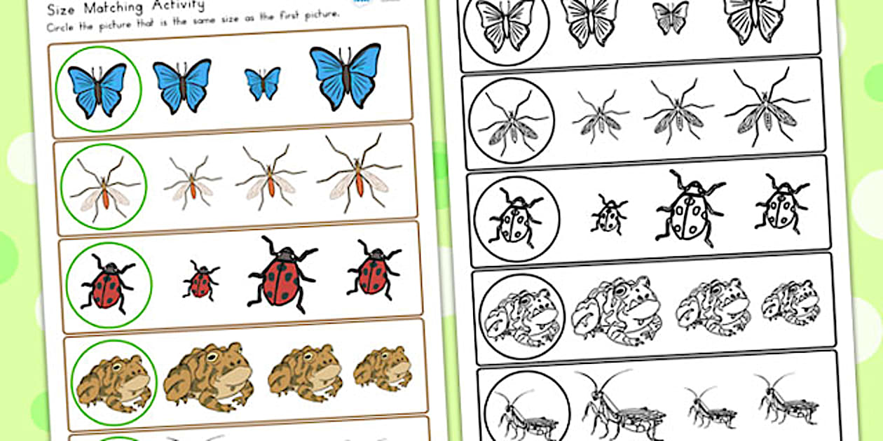 Black and White Minibeast Size Matching Worksheet - Australia