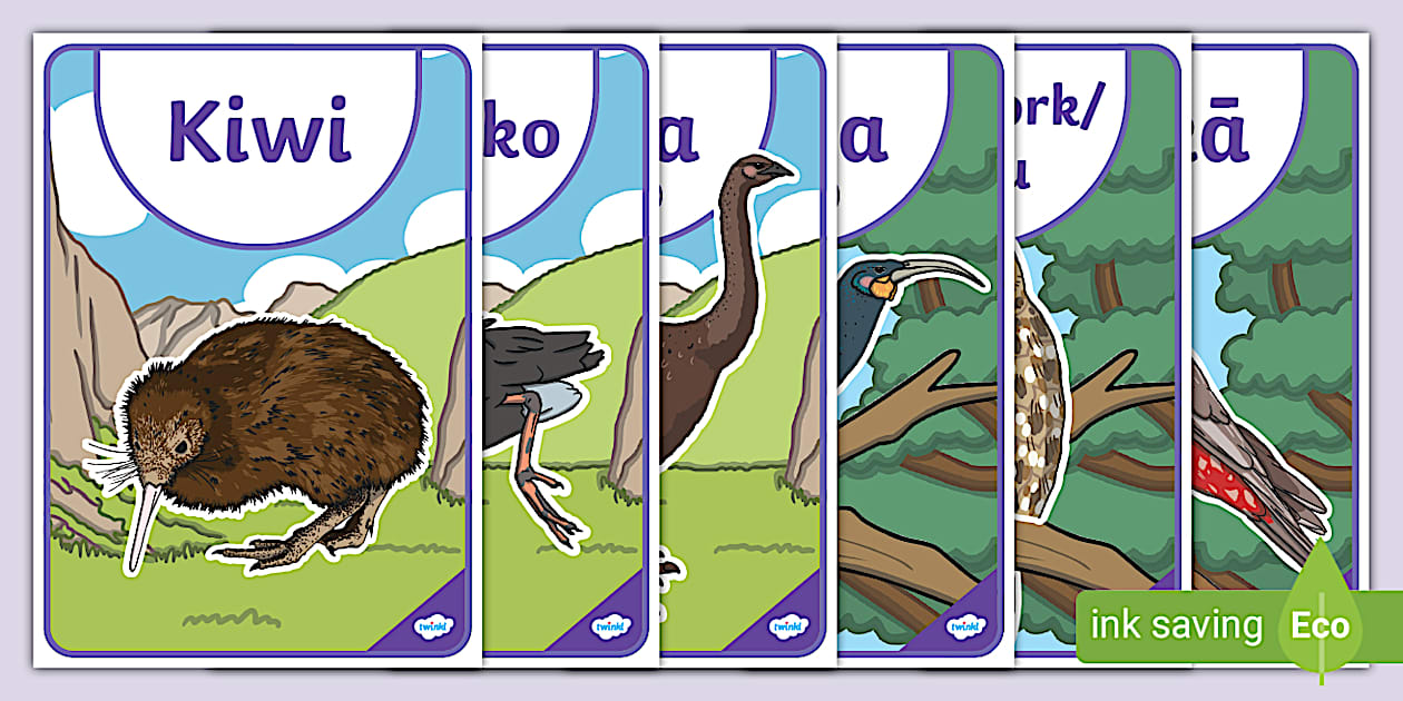 New Zealand Bird Display Posters (teacher made) - Twinkl