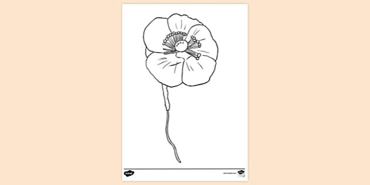 Old Fashioned Poppy Colouring | Colouring Sheet - Twinkl