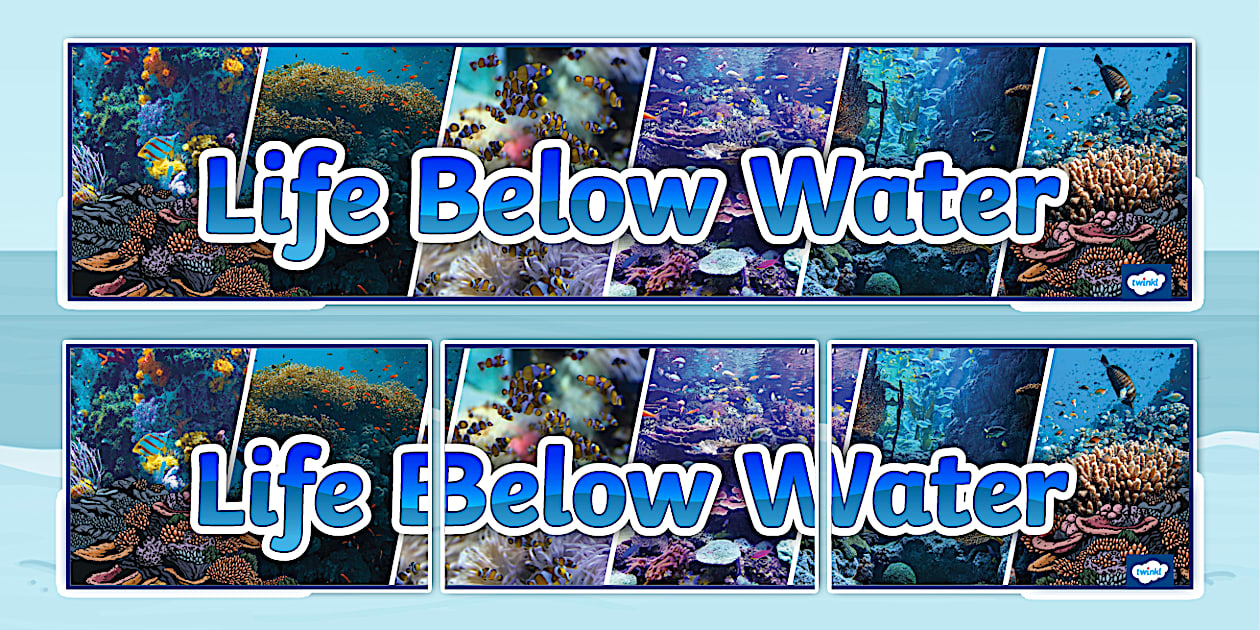Life Below Water Photo Display Banner