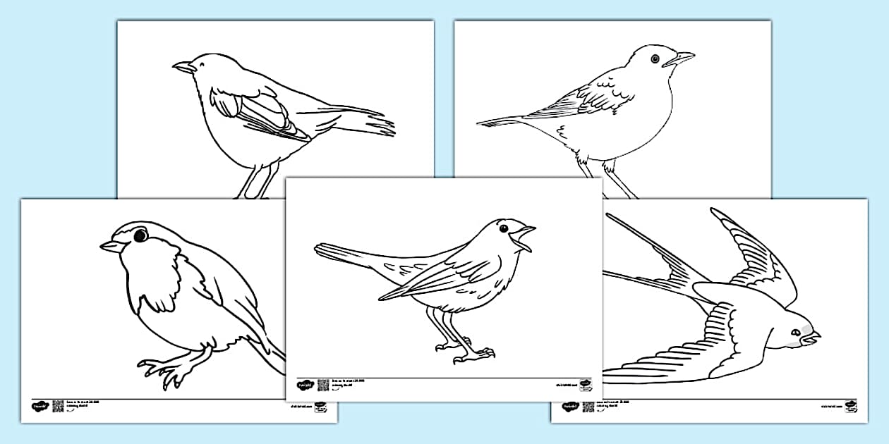 Spring Bird Colouring Pages - Colouring Pages (Teacher-Made)