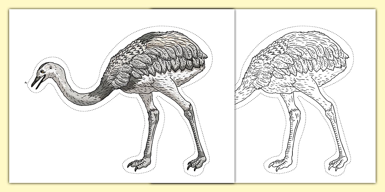 Ñandú (dibujo) - Twinkl Argentina (Hecho por educadores)