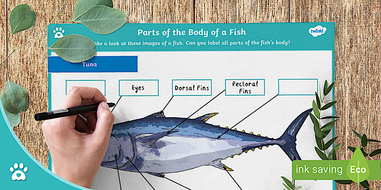 Parts of the Body of a Fish - Labelling Activity - Pets