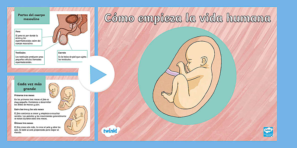 Presentación: Cómo empieza la vida humana - Twinkl