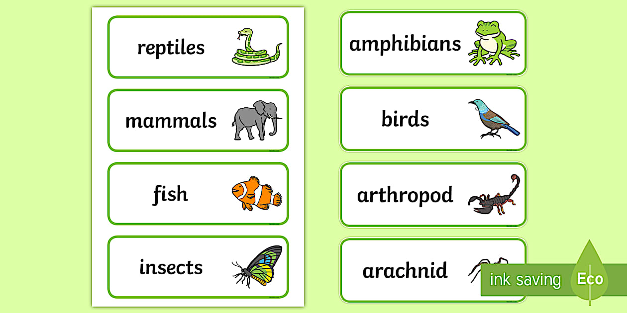 Editable Types of Animals Word Cards (teacher made) - Twinkl