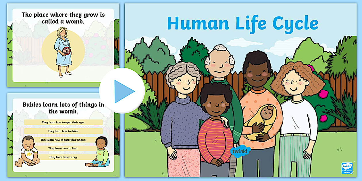 Human Life Cycle PowerPoint - Colourful Resource for Kids Human Life Cycle PowerPoint - Colourful Resource for Kids