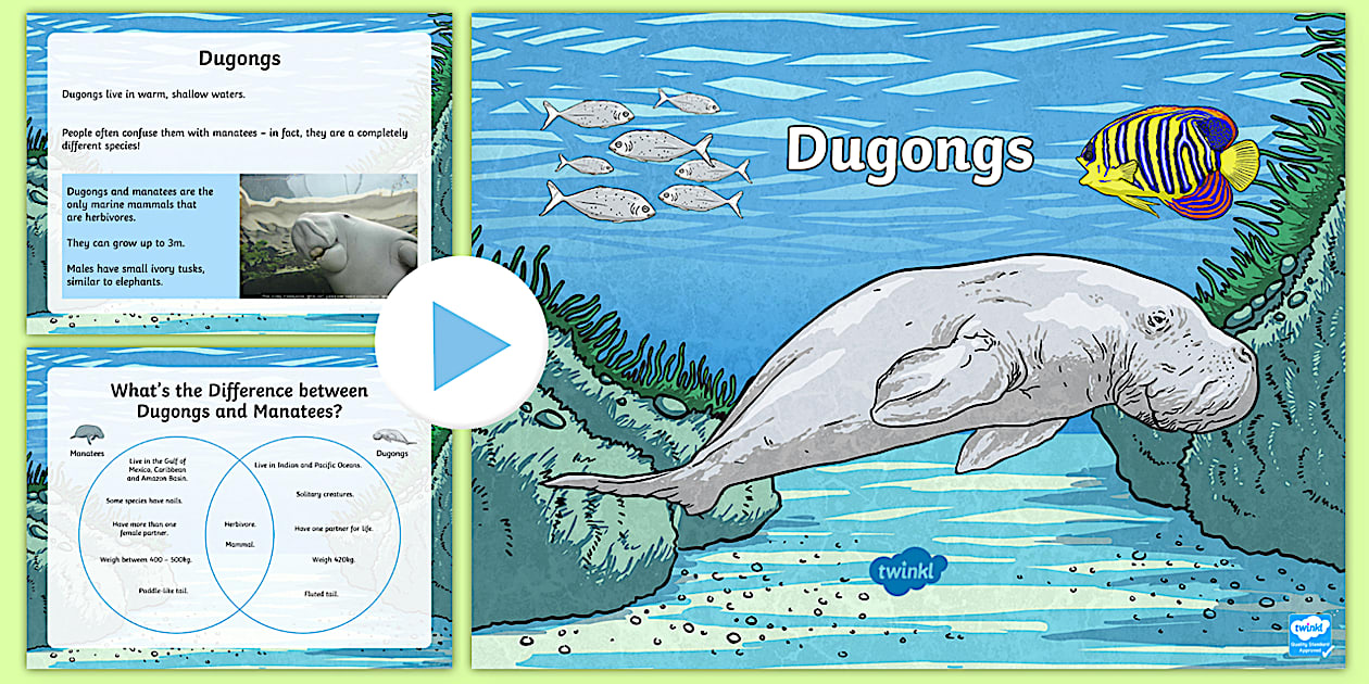 Dugong PowerPoint (teacher made) - Twinkl