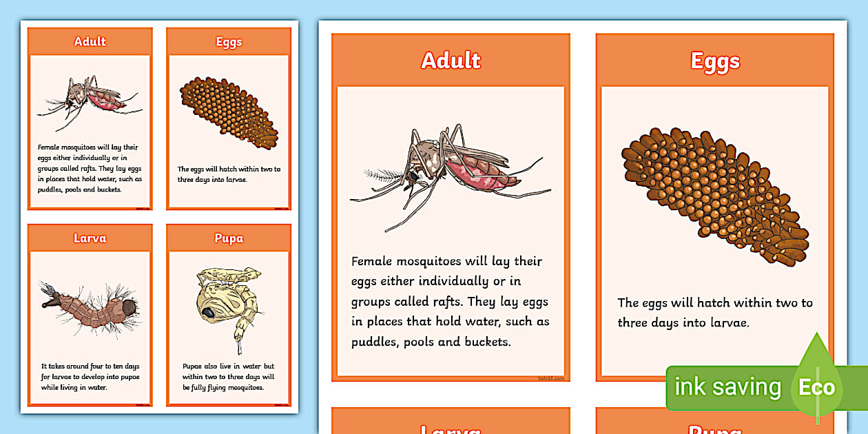 Mosquito Life Cycle Flash Cards - Twinkl