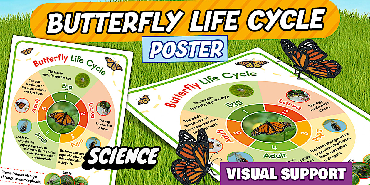 Colorful Butterfly Life Cycle Poster for Kids | Twinkl USA