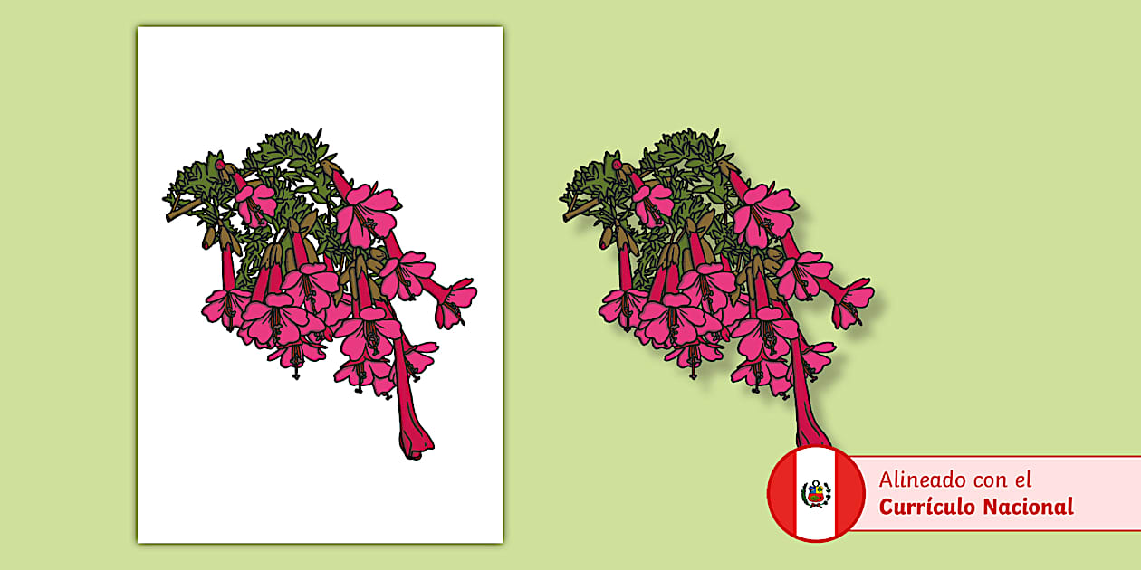 Dibujo de una flor de cantuta | Twinkl (teacher made)