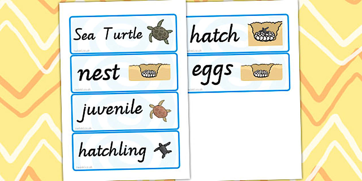 SA Sea Turtle Life Cycle Word Cards (teacher made) - Twinkl