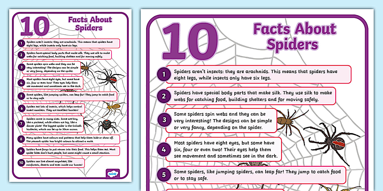 10 Facts About Spiders Display Poster (Hecho por educadores)
