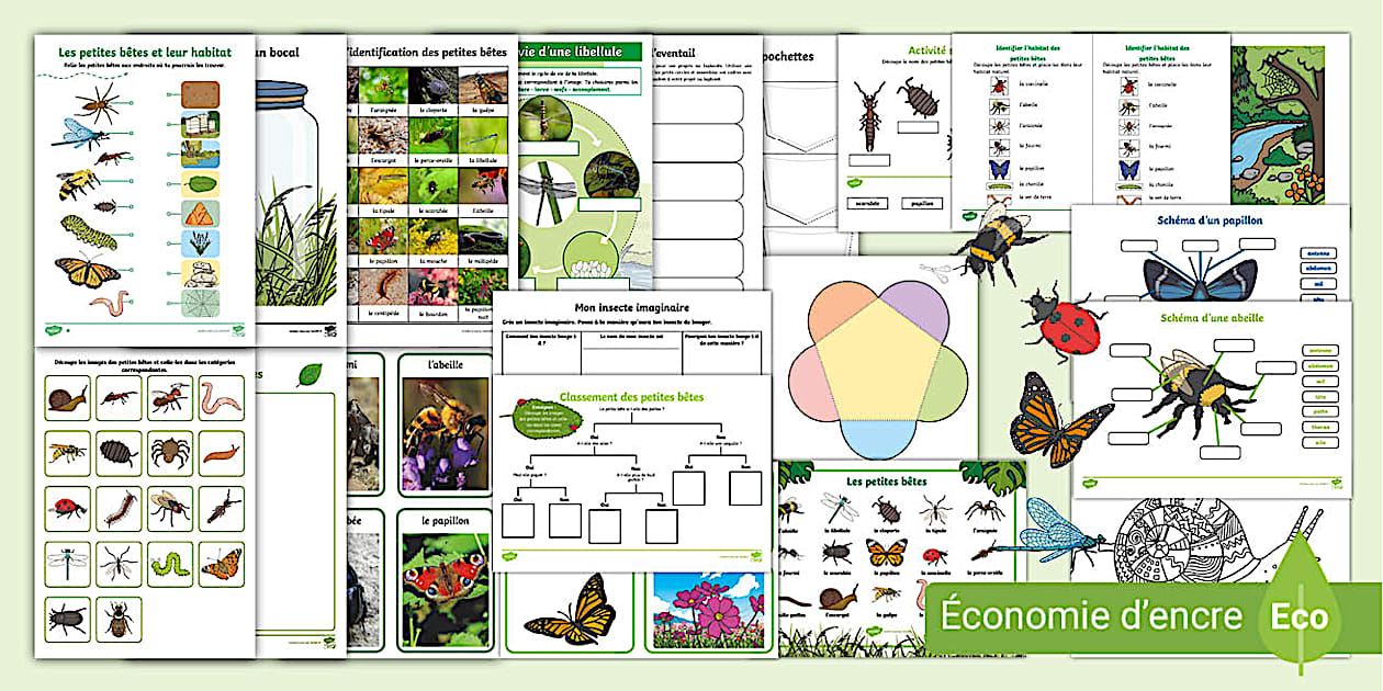 Lapbook sur les insectes (teacher made) - Twinkl