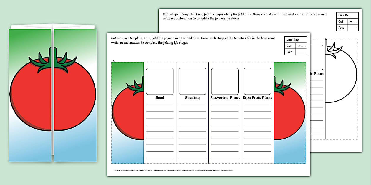 Tomato Folding Life Stages Template (teacher made) - Twinkl