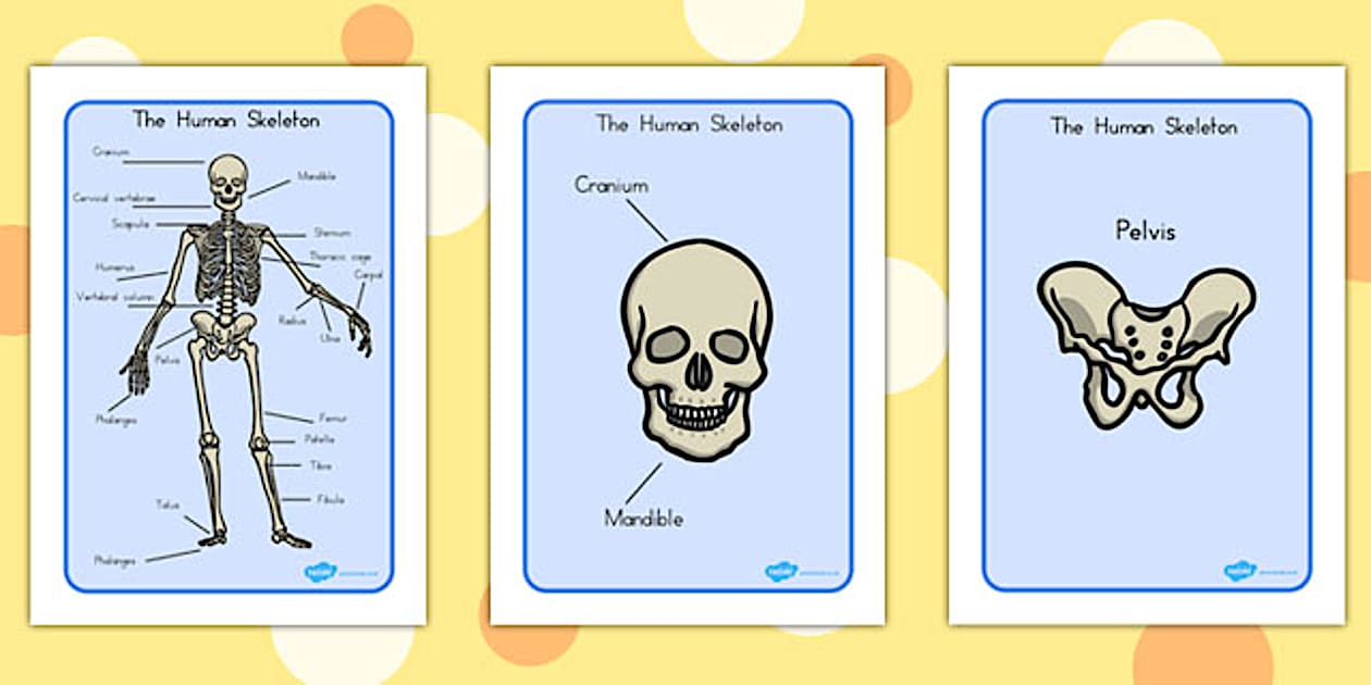 Human Skeleton Display Posters Scientific Names - Twinkl