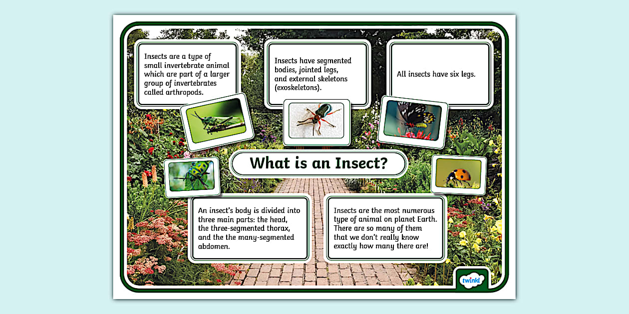 What is an Insect? Display Poster (teacher made) - Twinkl