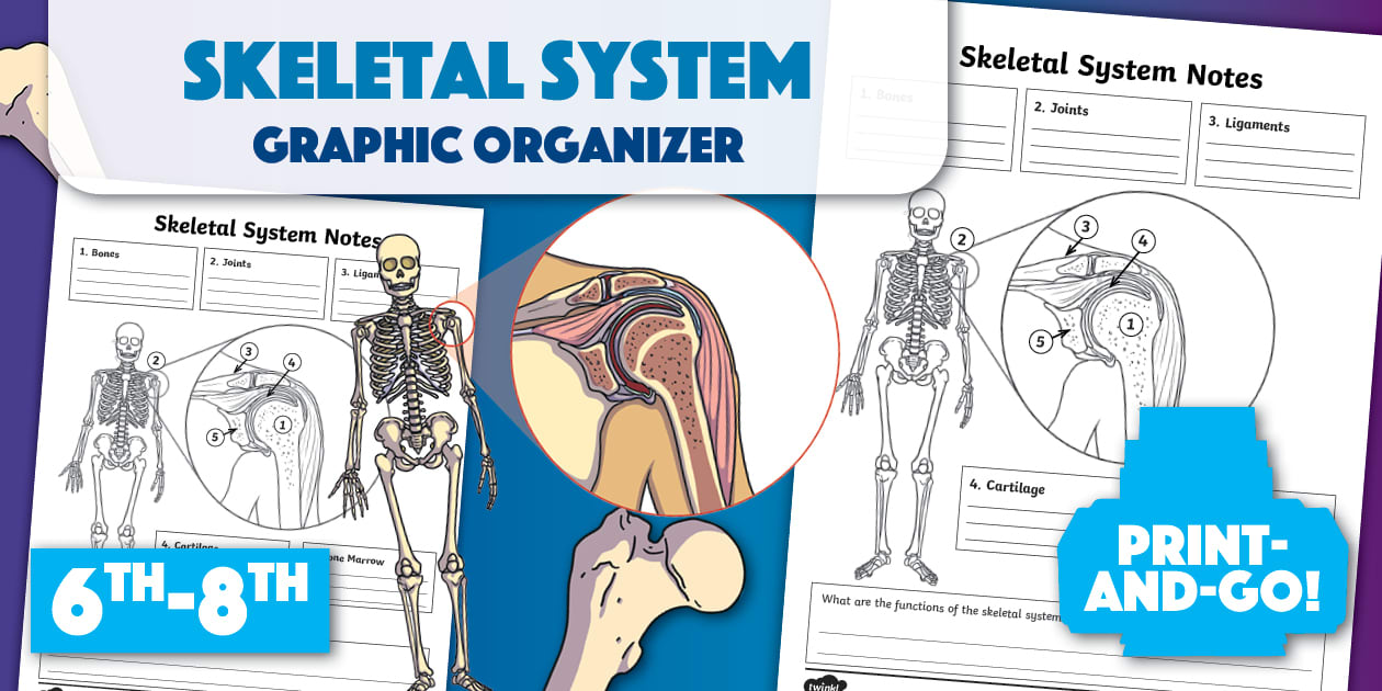 The Skeletal System Graphic Organizer for 6th-8th Grade