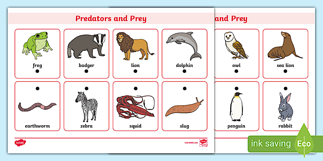 Predator and Prey Worksheet - Twinkl