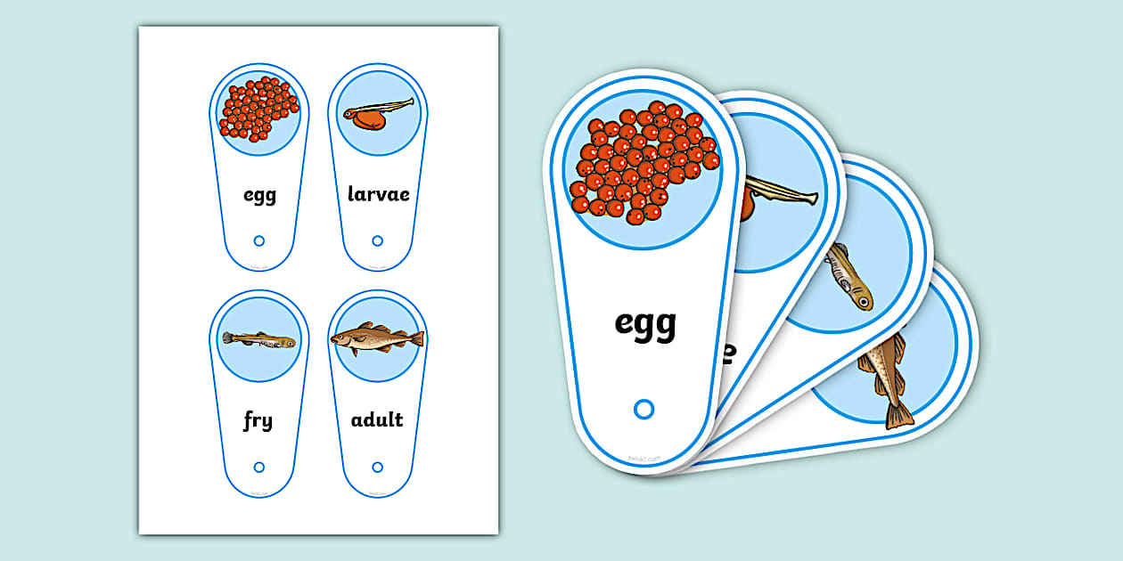 Life Cycle of a Fish Fan (teacher made) - Twinkl
