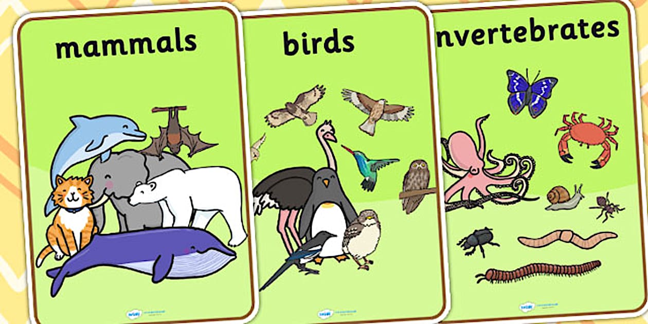 Animal Classes Display Posters (teacher made) - Twinkl