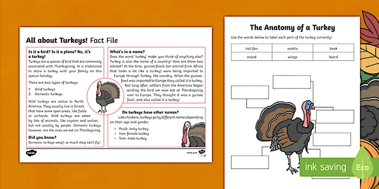 All About Turkeys Fact File and Worksheet / Worksheet
