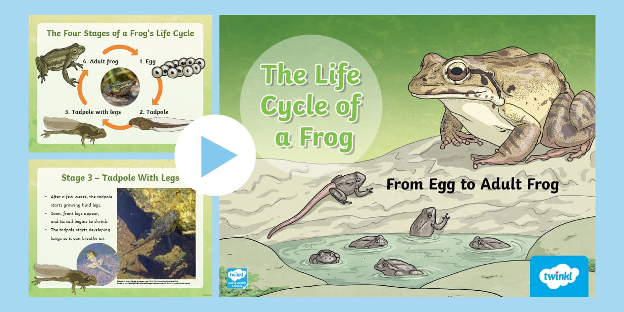Life Cycle of a Frog PowerPoint | Twinkl South Africa