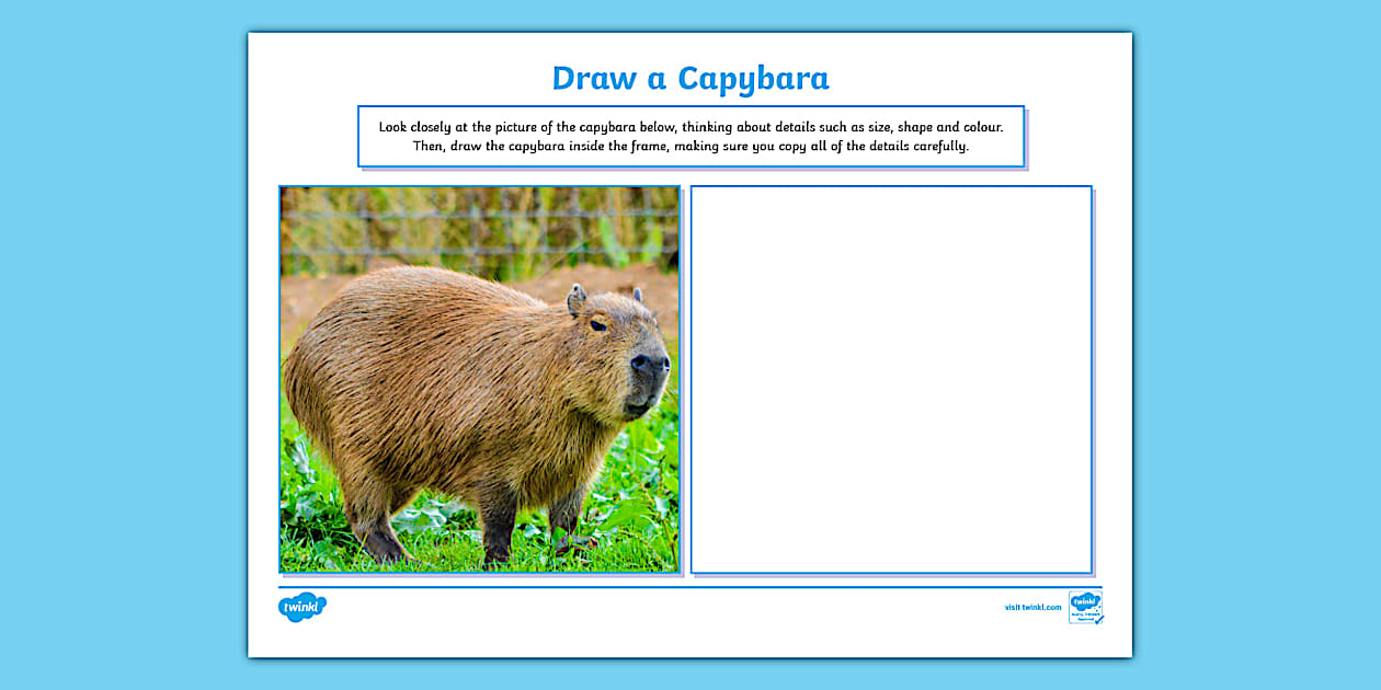 Draw the Capybara Activity (teacher made) - Twinkl
