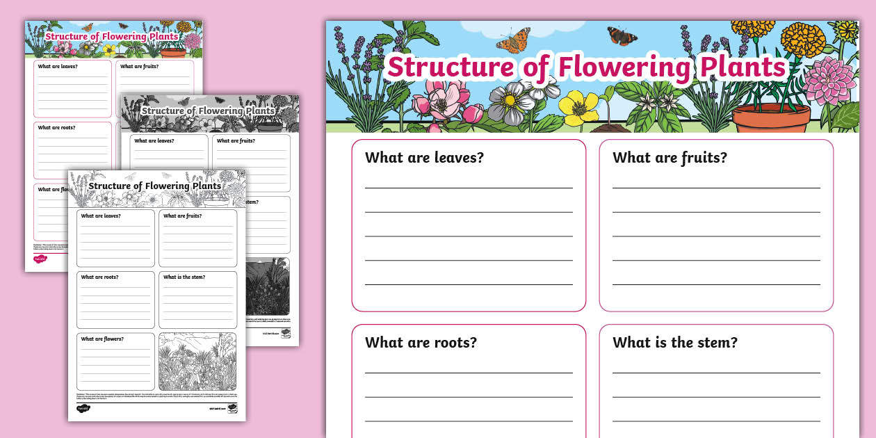 Structure of Flowering Plants Fact File Template - Twinkl