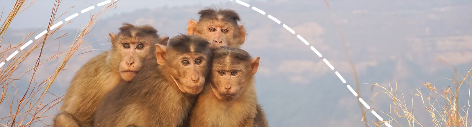 revision monkey colour