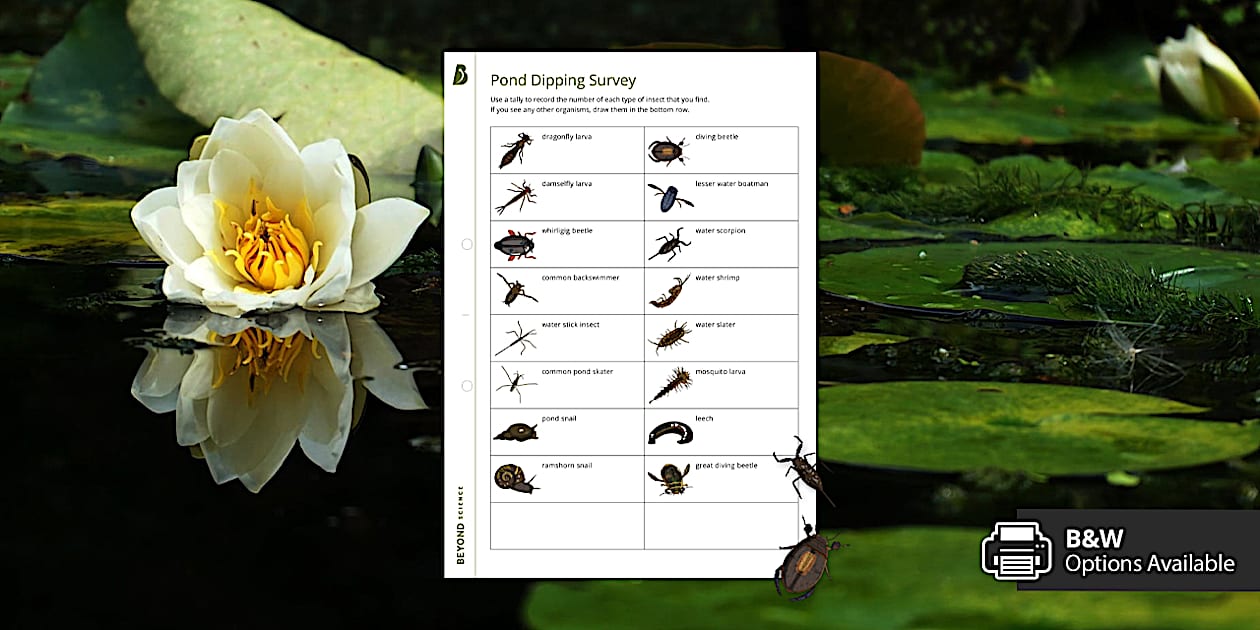 Pond Dipping Invertebrates Survey | Science | Beyond