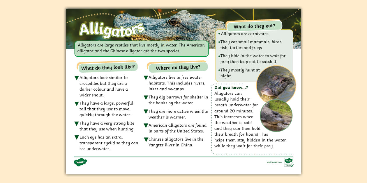 KS1 Alligator Fact File (teacher made) - Twinkl