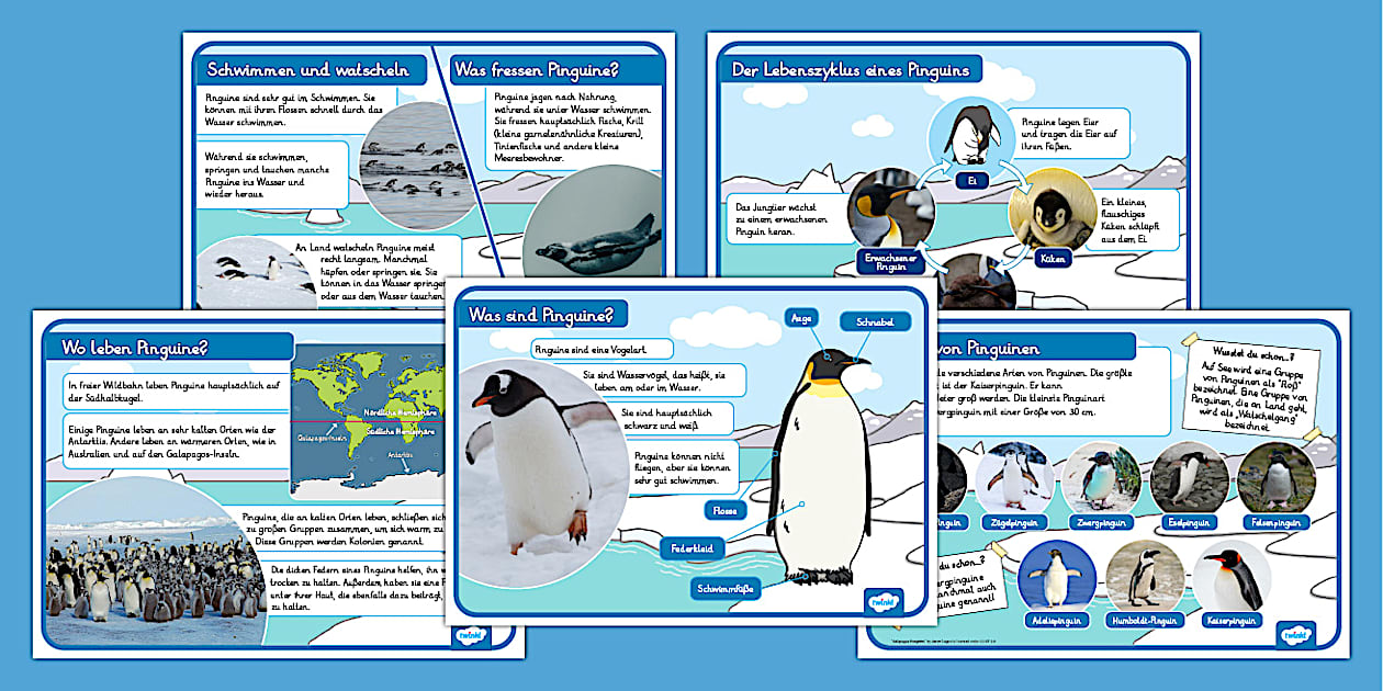 Alles über Pinguine - Fakten
