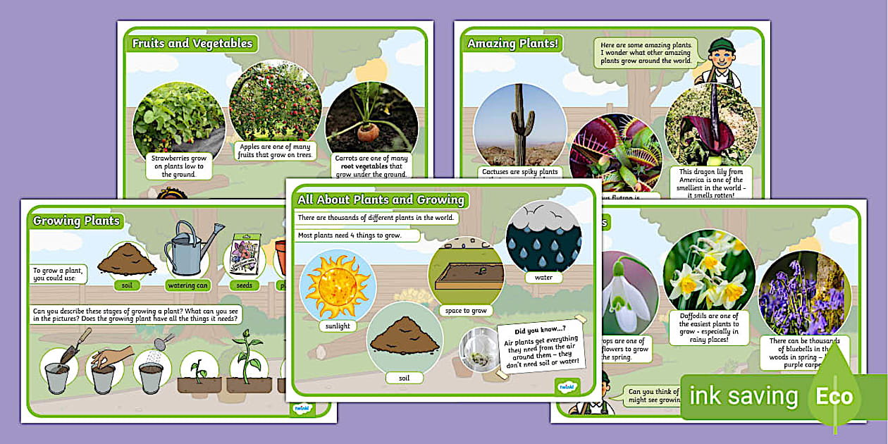 EYFS All About Plants and Growing Fact Files (teacher made)