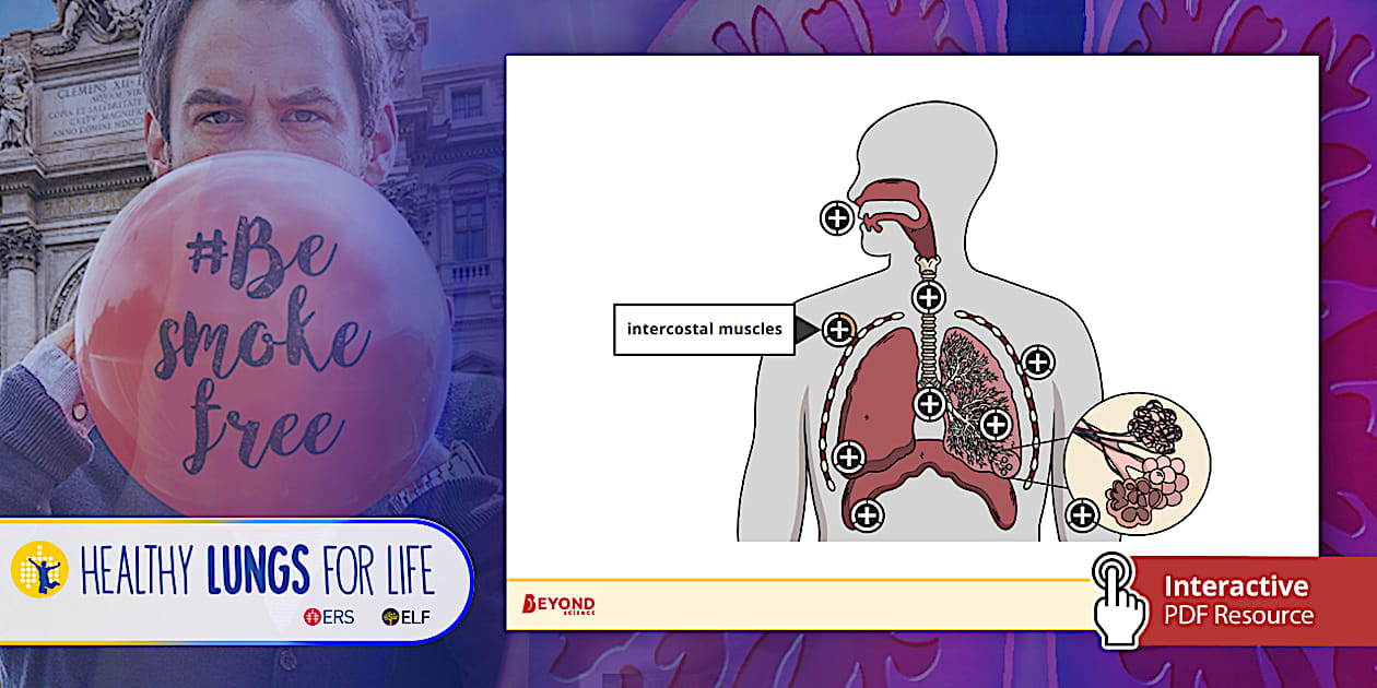 FREE! - Human Gas Exchange System Hotspots (teacher made)