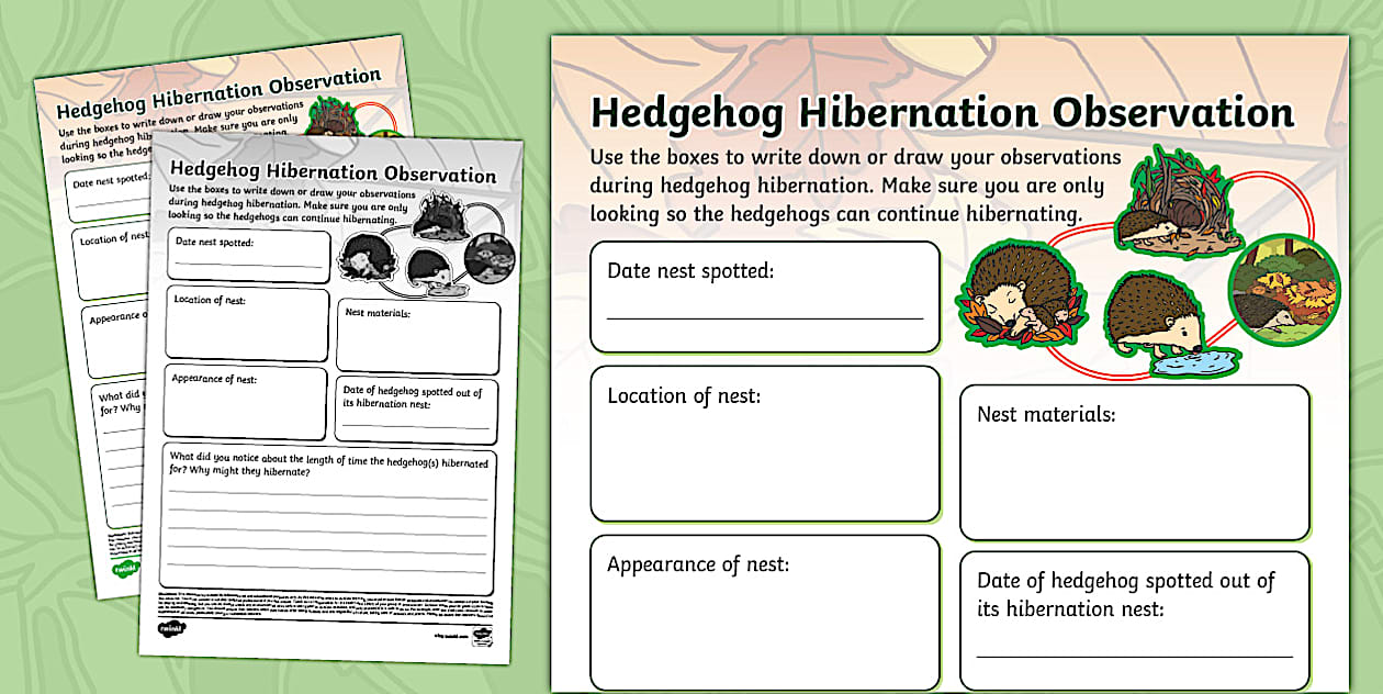 Hedgehog Hibernation Observation Worksheet (Teacher-Made)