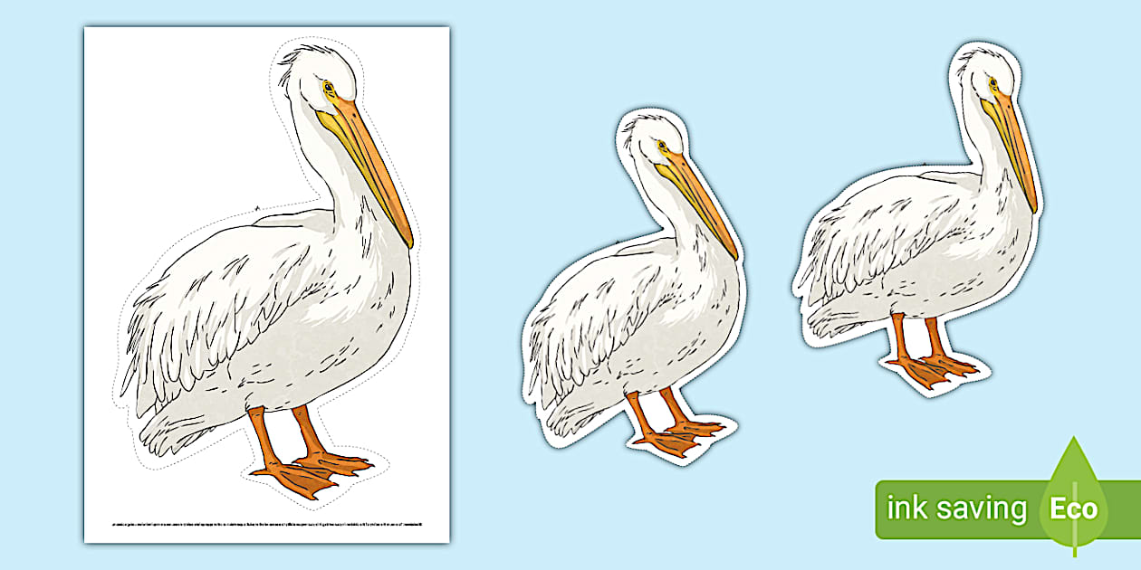 Pelican Display Cut-Out (Teacher-Made) - Twinkl