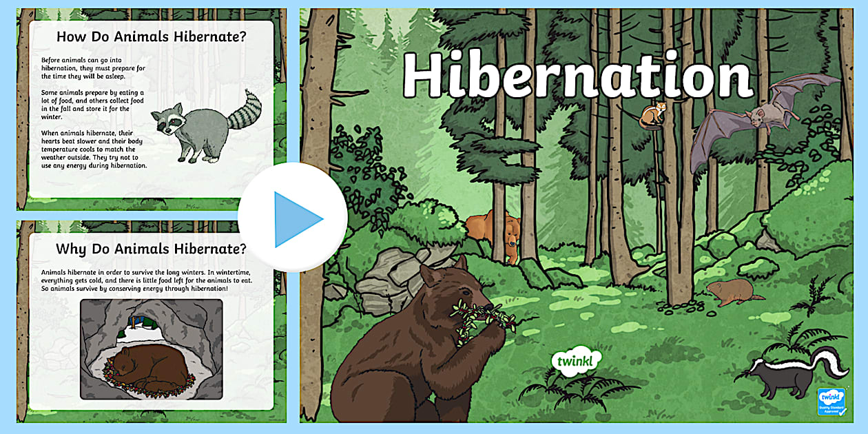 Hibernation PowerPoint (teacher made) - Twinkl