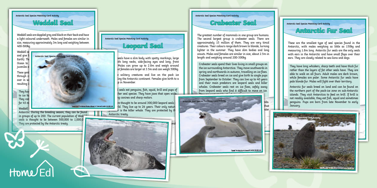 Antarctic Seal Species Matching Cards (teacher made)