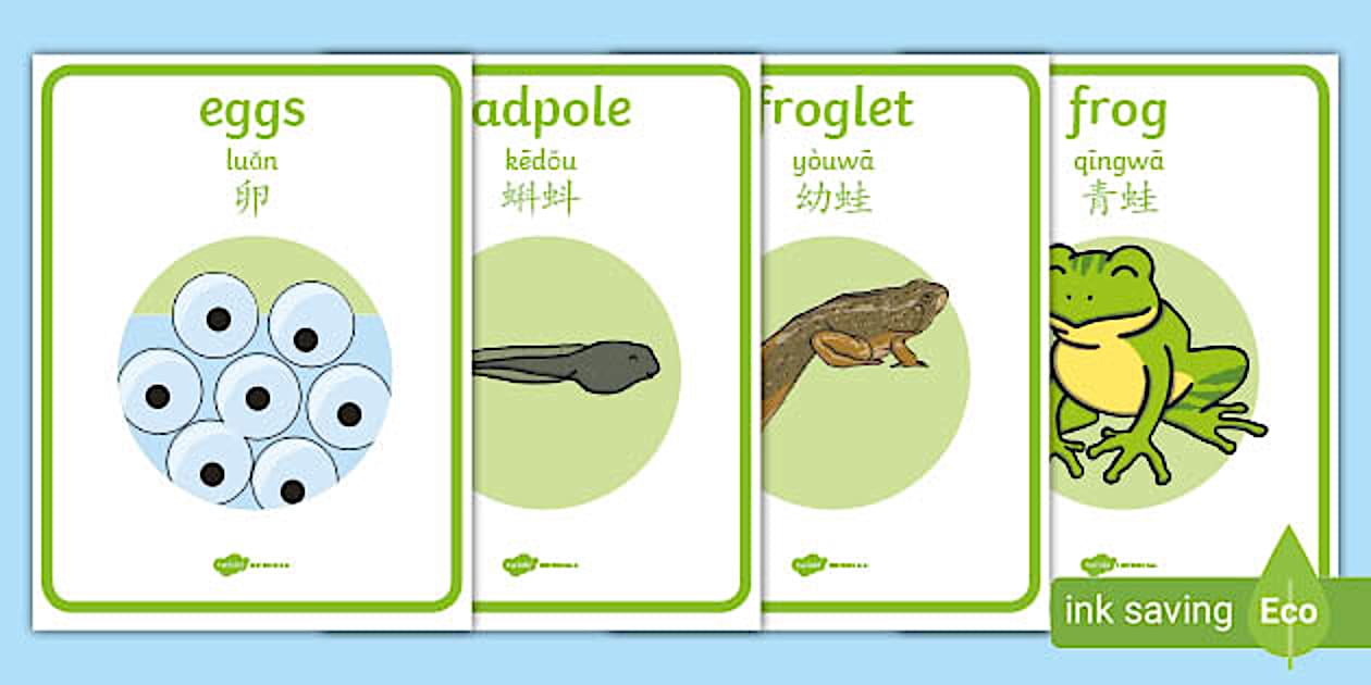 Frog Life Cycle Posters - English/Mandarin Chinese/Pinyin