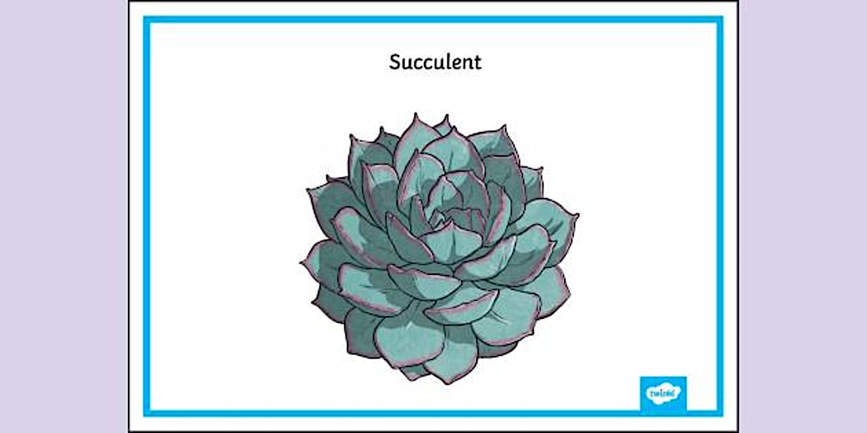 Succulent Poster | Primary Resources |Twinkl (teacher made)