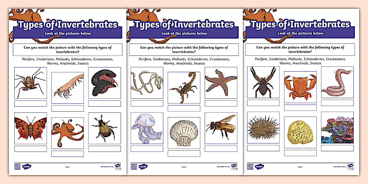 Invertebrate Animals Classification Activity (teacher made)