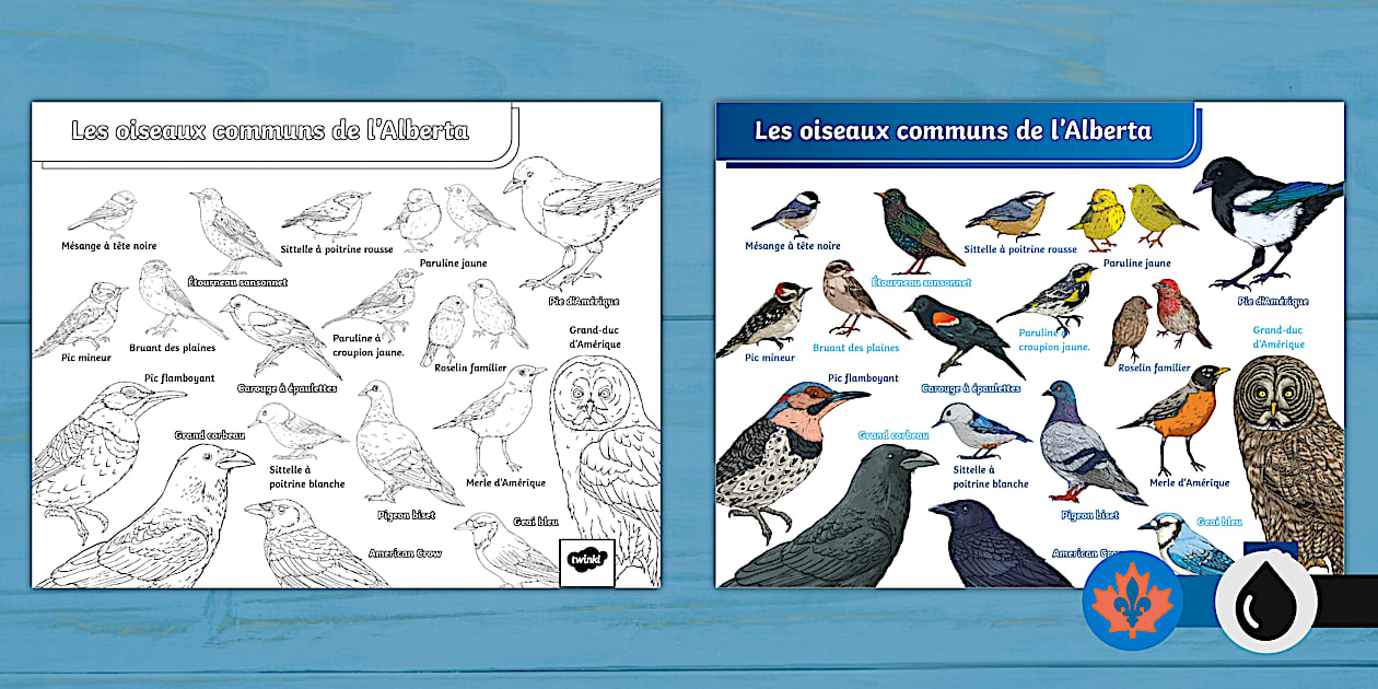 Common Birds of Alberta French (Teacher-Made) - Twinkl