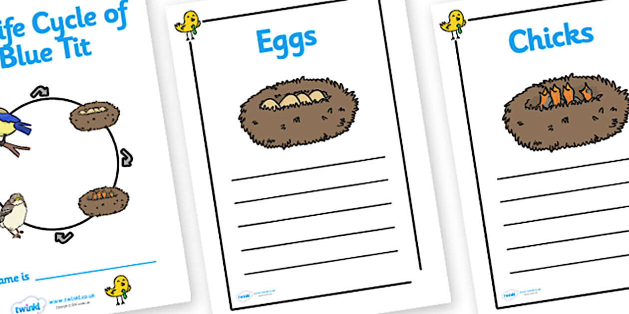 Blue Tit Life Cycle Workbook (teacher made) - Twinkl