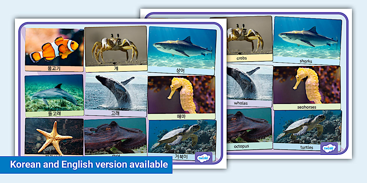 바다 동물 포스터 Sea Animal Photo Display Poster